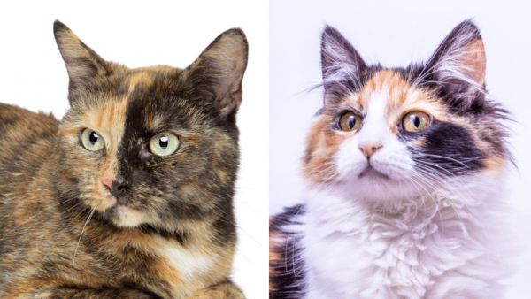 What is the difference between a calico cat and a dirty cat? Choose the ...